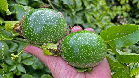 Passiflora Edulis Commonly Known As Passion Fruit Growing On A Tree
