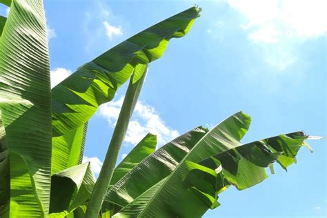 【秋の季語】芭蕉／芭蕉葉、芭蕉林 セクト・ポクリット