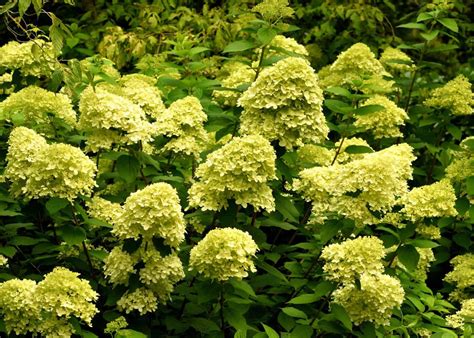 How To Plant A Hydrangea Tree 🌳 🌱 Your Step By Step Guide