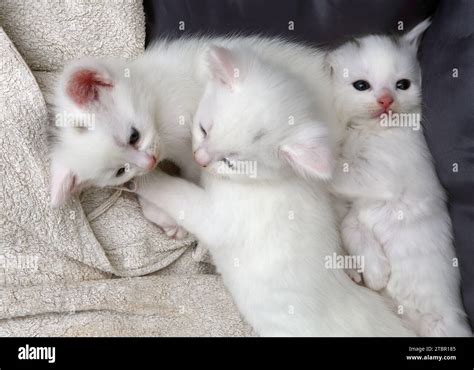 One Month Old Turkish Angora Cross Kittens Laying In Cat Bed Surrey