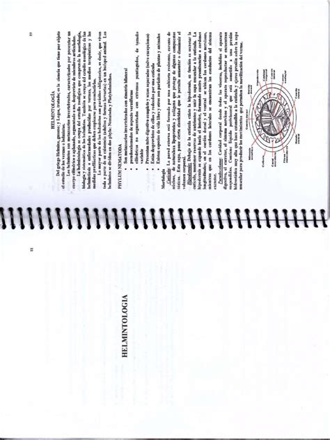 Folleto Parásito Pdf