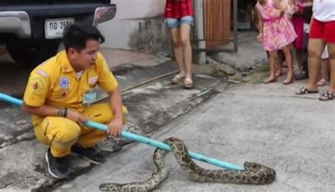 Watch Sneaky Python Caught Hiding Under A Bakkie