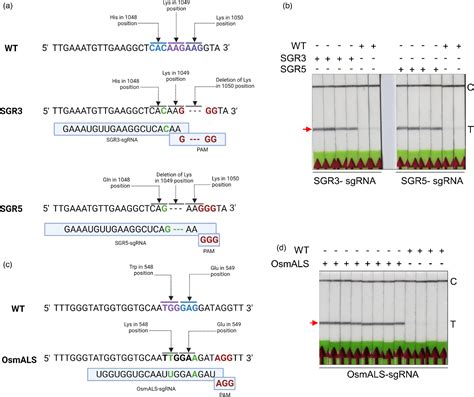 Figure 1 From A Crispr‐based Lateral Flow Assay For Plant Genotyping