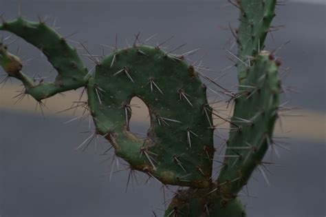 7 Common Cacti Problems And Solutions Shared By Nursery Growers