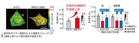 細胞内の熱が神経分化を駆動する Resou