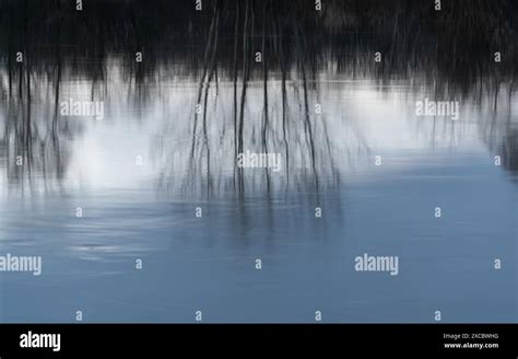 Tree Reflection In Flowing Water Abstract Landscape Stock Photo Alamy