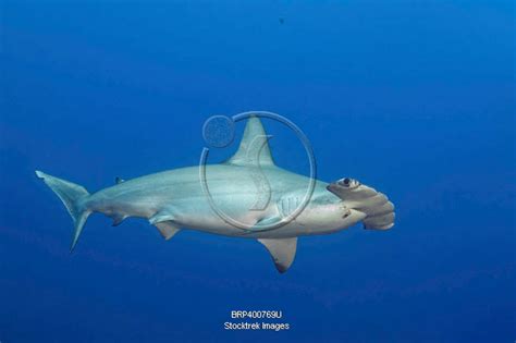 A Hammerhead Shark Sphyrna Lewini Swimming Overhead Socorro Island