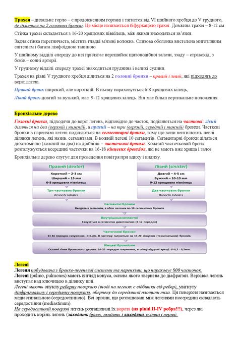анатомія дихальних шляхів Схемы Фтизиатрия Docsity