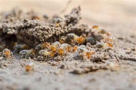 White Ants Guide Learn The Differences Between White ANTS Termites