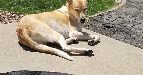 Puppers Album On Imgur