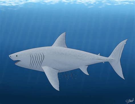 Haiqi By Selachimorphart30 On Deviantart