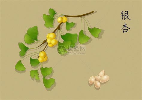 手绘中药插画图片下载 正版图片400958298 摄图网