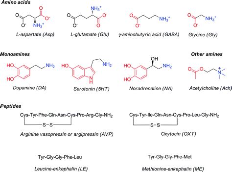 Neurotransmitters Structure