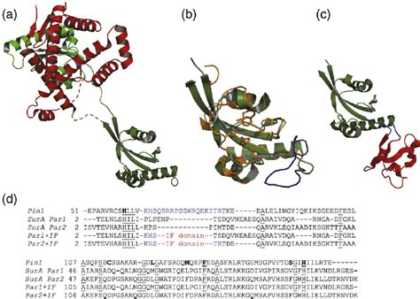 A The Structure Of Sura The Chaperone Domain Is Shown In Red The