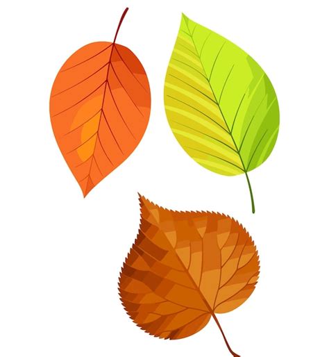 Premium Vector Vector Leafs