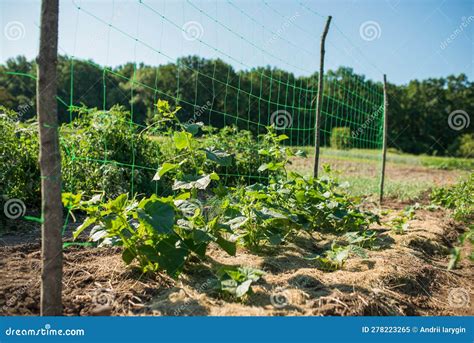 Farm Cucumber Patch Stock Image Image Of Environmental 278223265