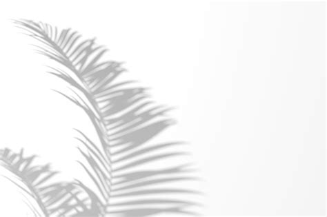 흰색 벽에 유기적인 열대 단풍 그림자 오버레이 효과 팜 그림자 3d 그림입니다 0명에 대한 스톡 사진 및 기타 이미지 0명 관목 그림자 Istock