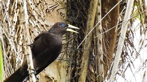 Canto Do Guaxe No Ninhal Cacicus Haemorrhous Red Rumped Cacique