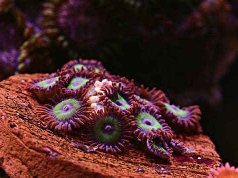 11 Easy Soft Corals That Are Great For Beginners
