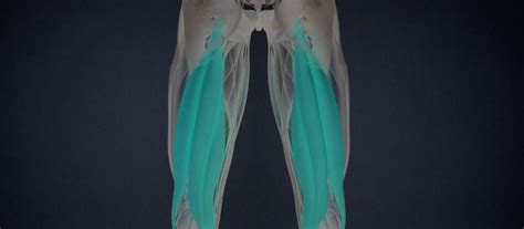 Why Athletes Need Eccentric Hamstring Strength Epok