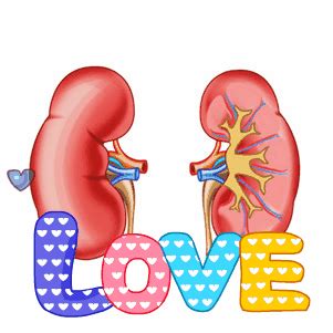 Pin On Kidney Animation