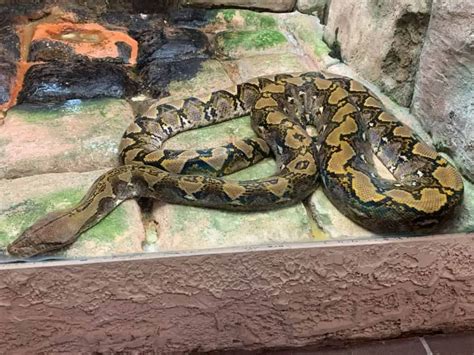 Are Pythons Aggressive