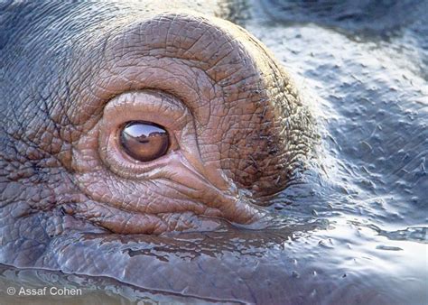 Image Result For Pygmy Hippopotamus Eyes Anatomy Gray Elephant Close