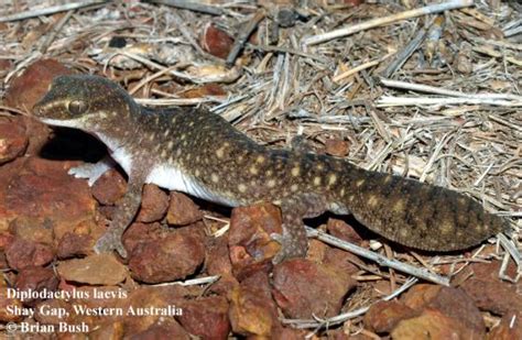 Diplodactylus Laevis The Reptile Database