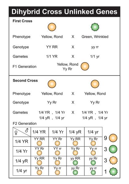 Dihybrid Cross Over 62 Royalty Free Licensable Stock Illustrations