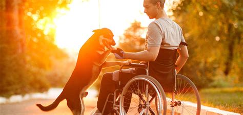 What Are Service Animals