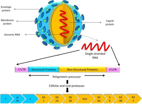 Viral Structural Proteins