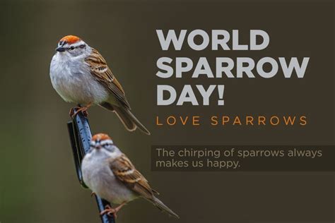 World Sparrow Day 2024