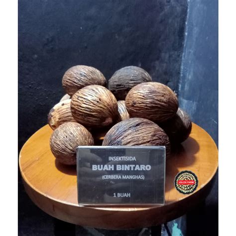 Jual 1 Buah Bintaro Pengusir Tikussimpalakcerbera Manghas Insektisida