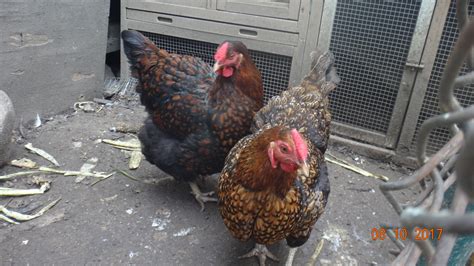 My Flock As Of 10 14 12 Backyard Chickens Learn How To Raise Chickens