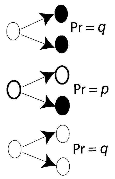 Deterministic And Stochastic Models Of Stem Cell Population Dynamics