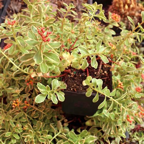 Sedum Kamtschaticum Variegatum [large] Mcg™