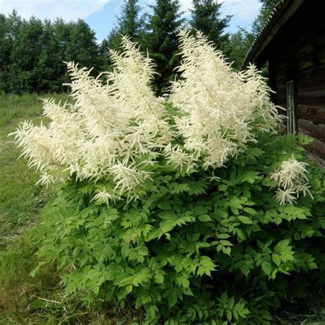Aruncus Dioicus ‘zweiweltenkind I Giardini Dellindaco