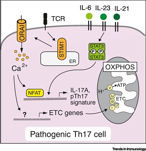 CRAC Channels And Calcium Signaling In T Cell Mediated Immunity Trends
