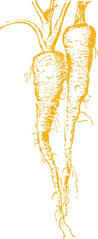 Parsnip Vector For Free Download FreeImages