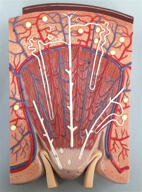 Urinary System Pt 14 Diagram Quizlet