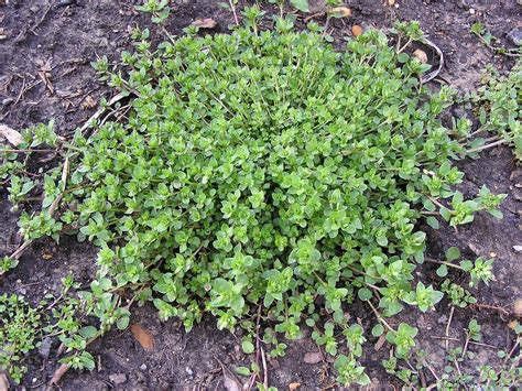 Мокрица растения крупным планом 67 фото