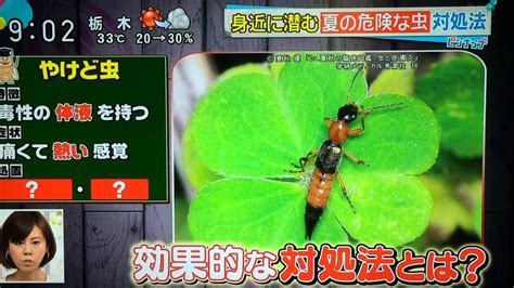 身近に潜む夏の危険な虫対処法 Youtube