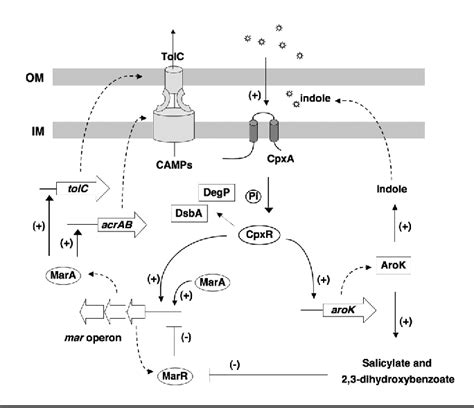 Figure 6 From The Cpxr Cpxa Two Component Regulatory System Up Regulates The Multidrug