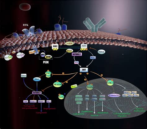 An Overview Of The Pi3kaktmtor Signaling Pathway The Physiological