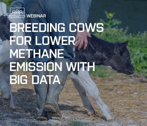 Breeding Cows With Lower Methane Emission