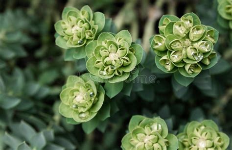 Rosetta Stonecrop Or Sedum Rosetta Close Up Photo Of Its Small Green