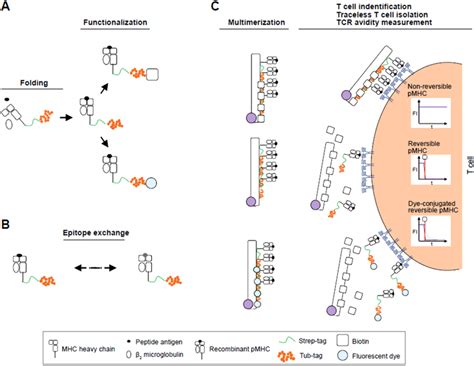 Production And Usage Of Pmhc Multimers A Pmhc Monomer Generation