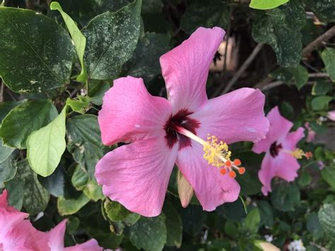 Gallery Cindy Van Loo