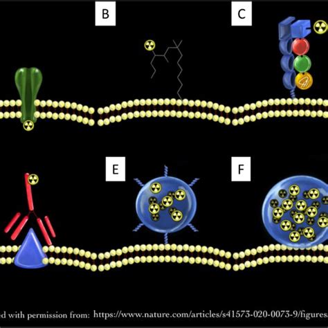 Showing Various Way In Which Radionuclide Therapy Could Be Delivered