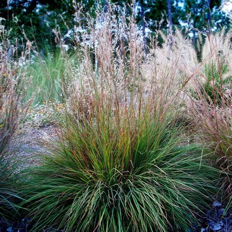 Big Bluestem Grass Wild And Son